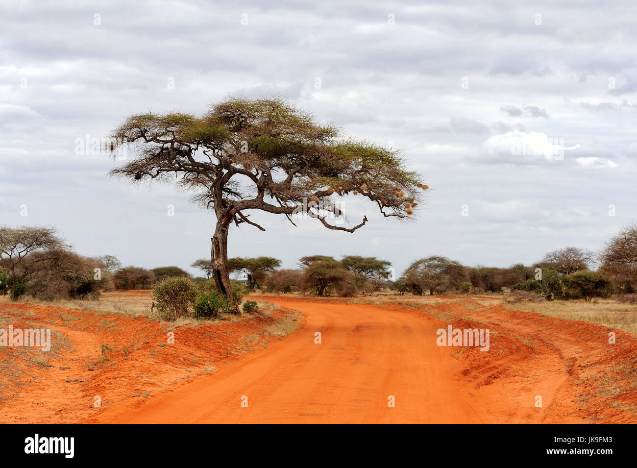 Beautiful landscape with one tree in Africa Stock Photo - Alamy