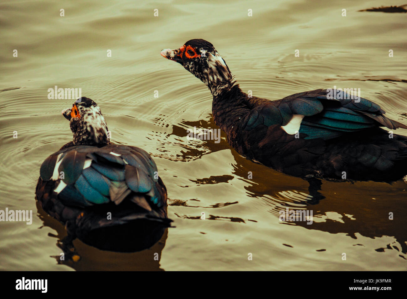 Twoducks hi-res stock photography and images - Alamy