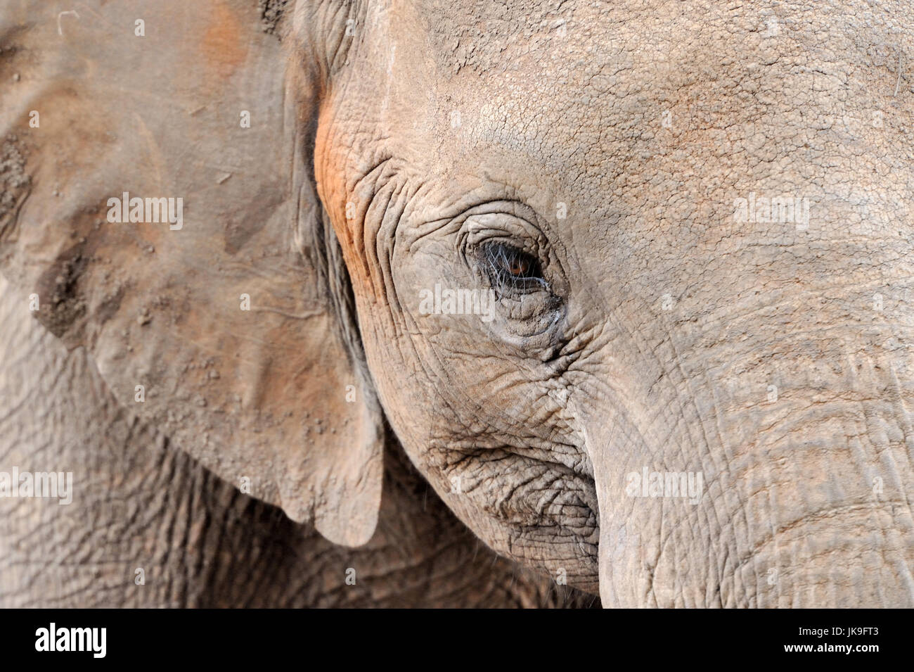 African elephant ear skin detail hi-res stock photography and images ...
