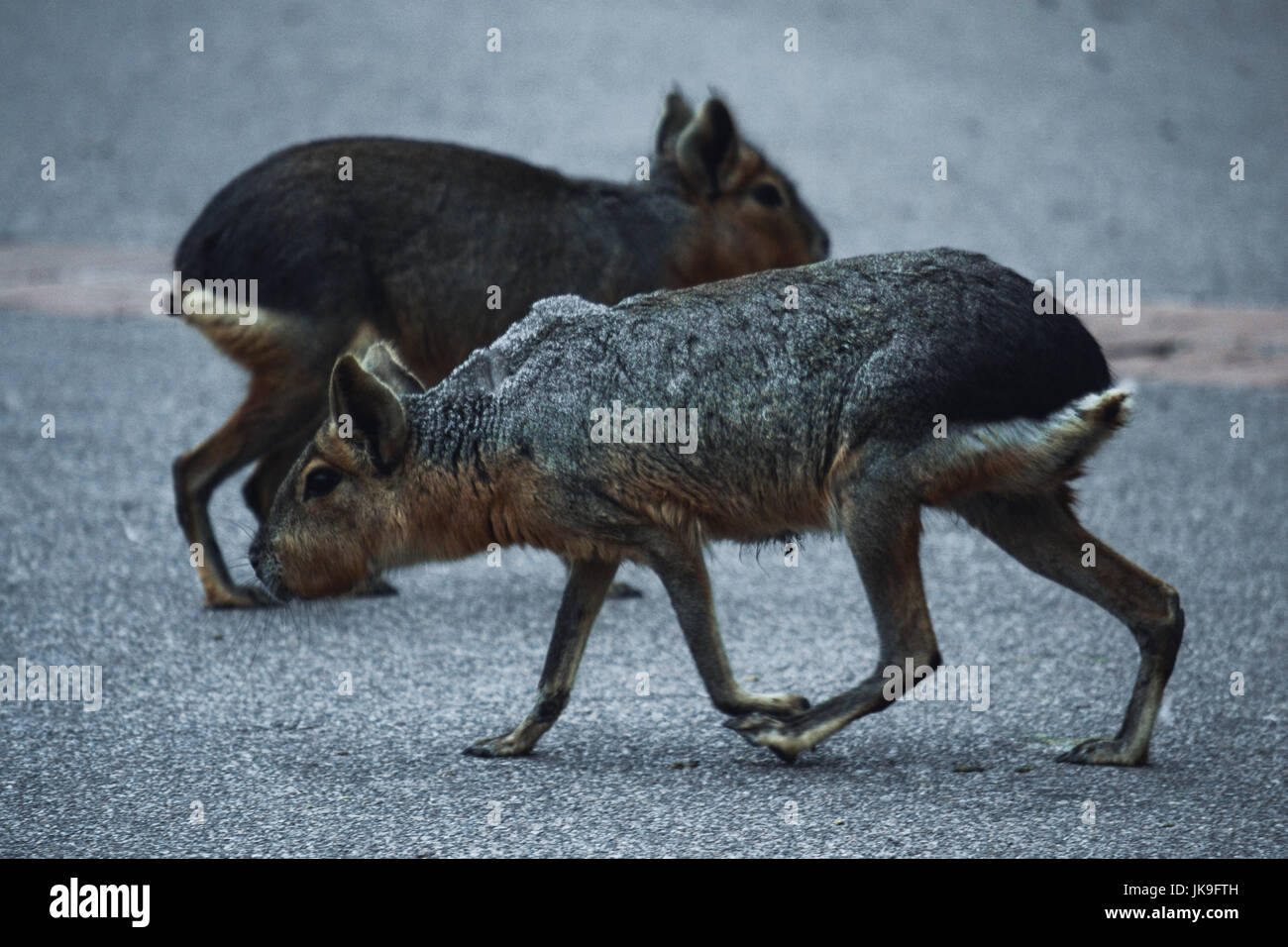 Two wild animals hi-res stock photography and images - Alamy