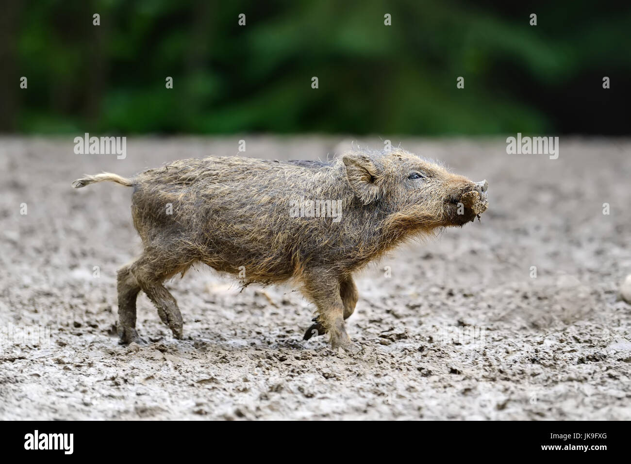 Small wild boar in the forest in the springtime Stock Photo - Alamy