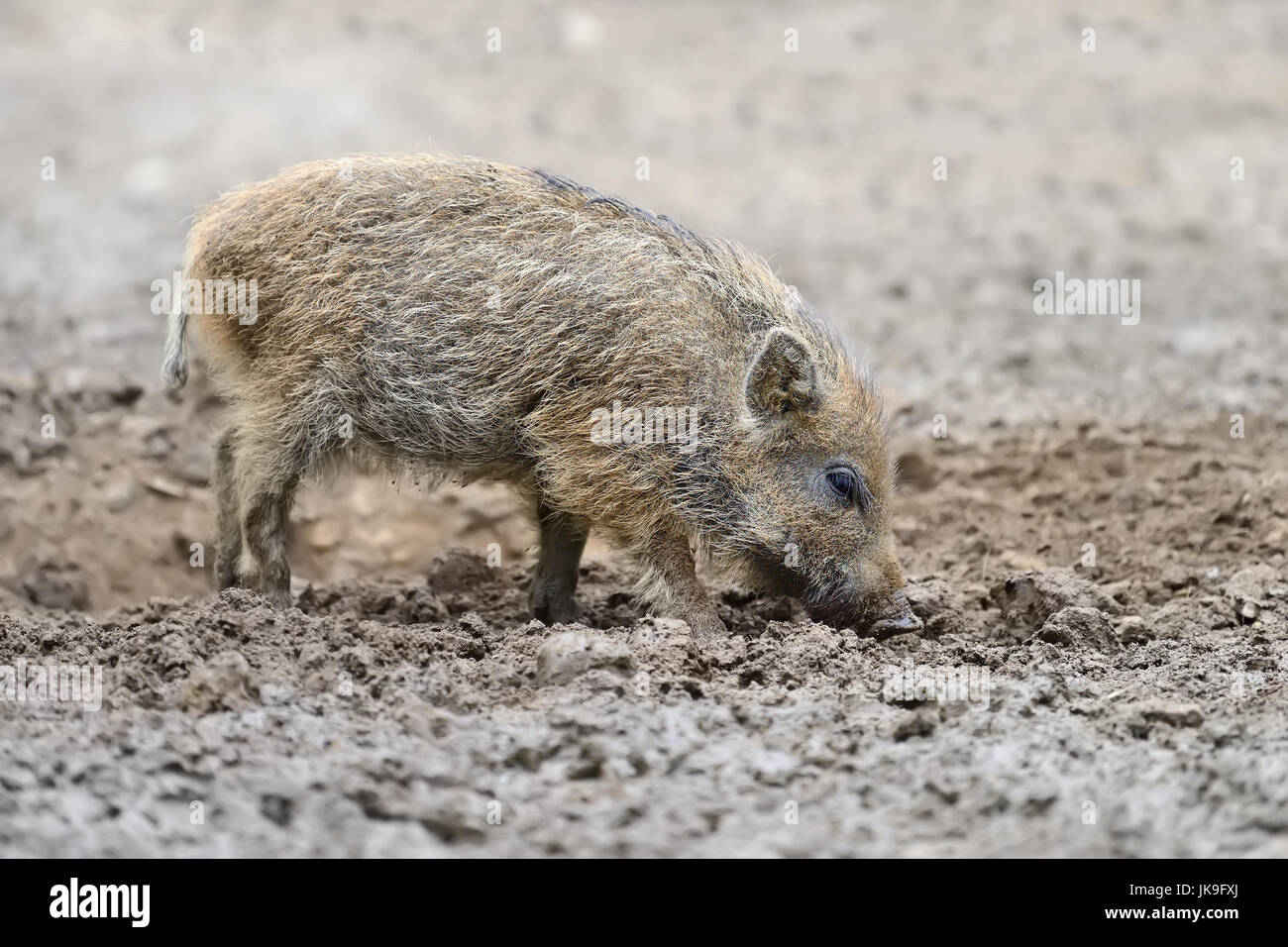 Small wild boar in the forest in the springtime Stock Photo - Alamy