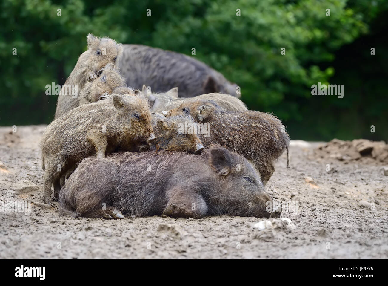 Small wild boar in the forest in the springtime Stock Photo - Alamy