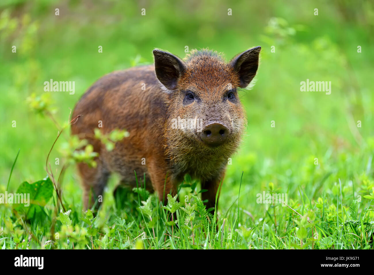 Fur forest hi-res stock photography and images - Alamy
