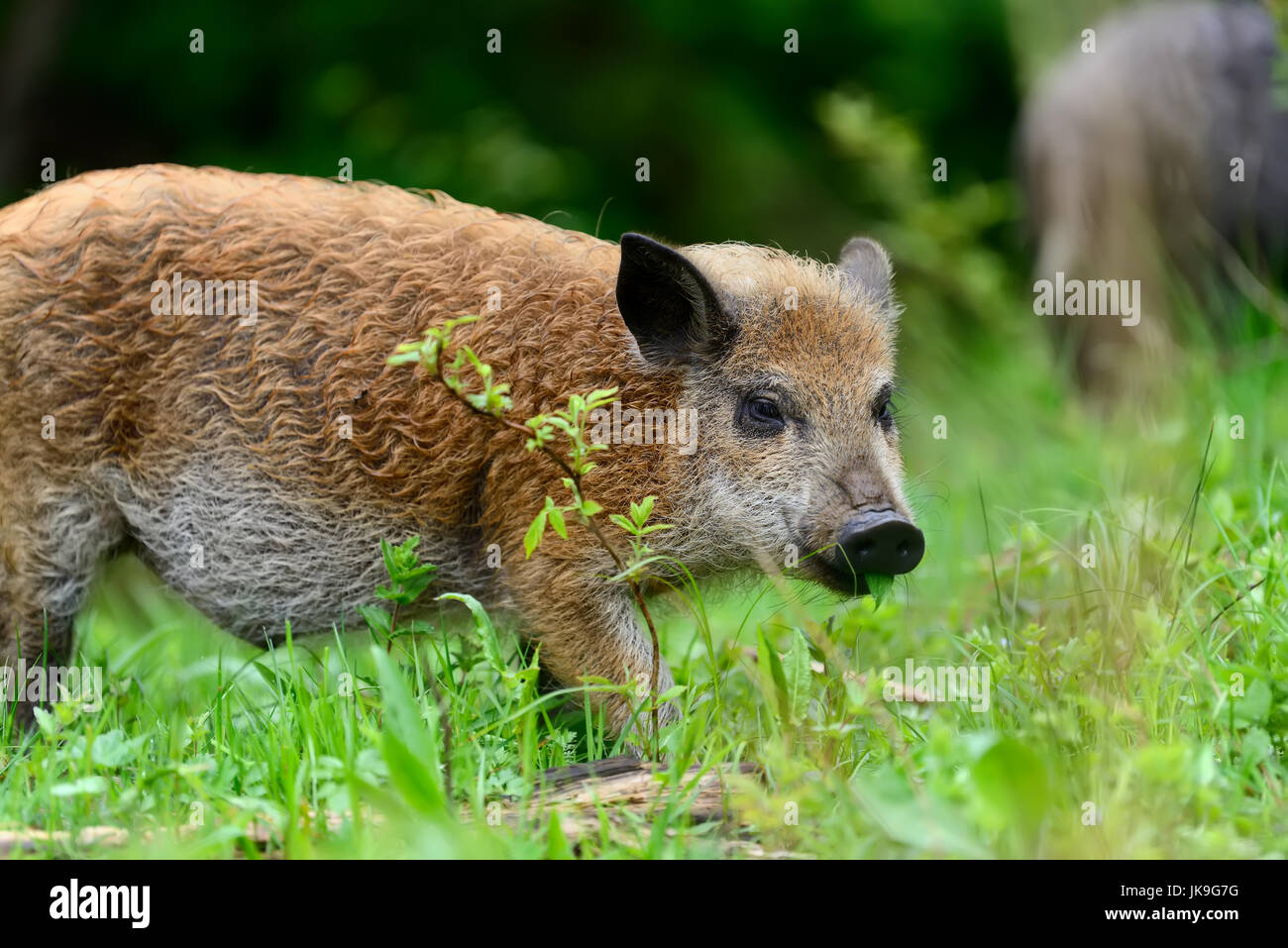 Wild boar on the forest in springtime Stock Photo - Alamy