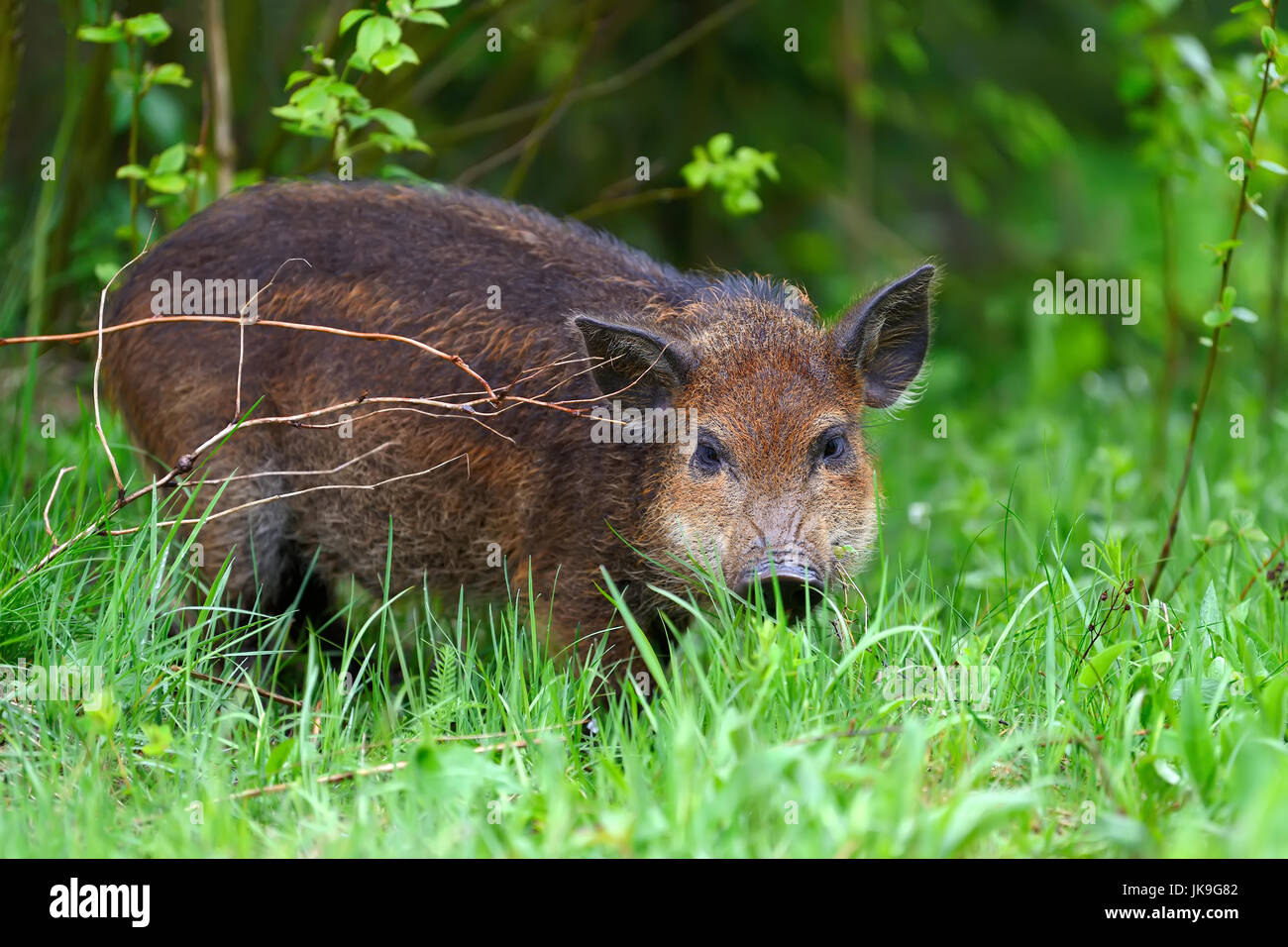 Wild boar on the forest in springtime Stock Photo - Alamy