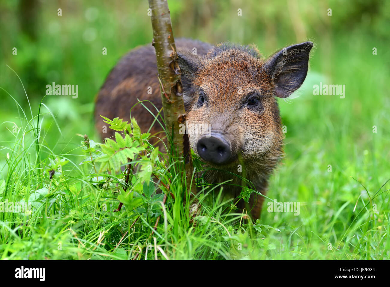 Wild boar on the forest in springtime Stock Photo - Alamy