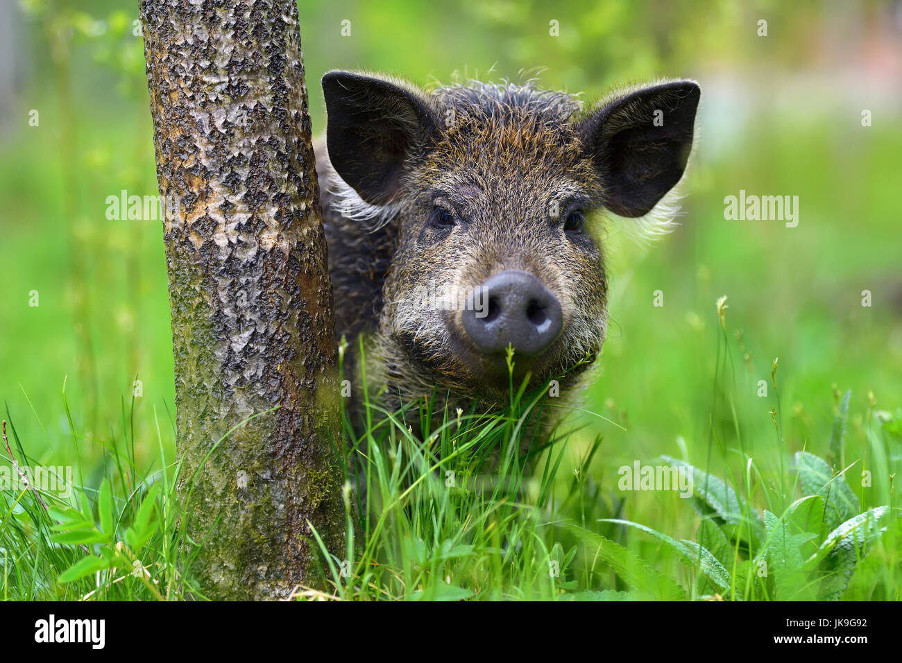 Wild boar on the forest in springtime Stock Photo - Alamy