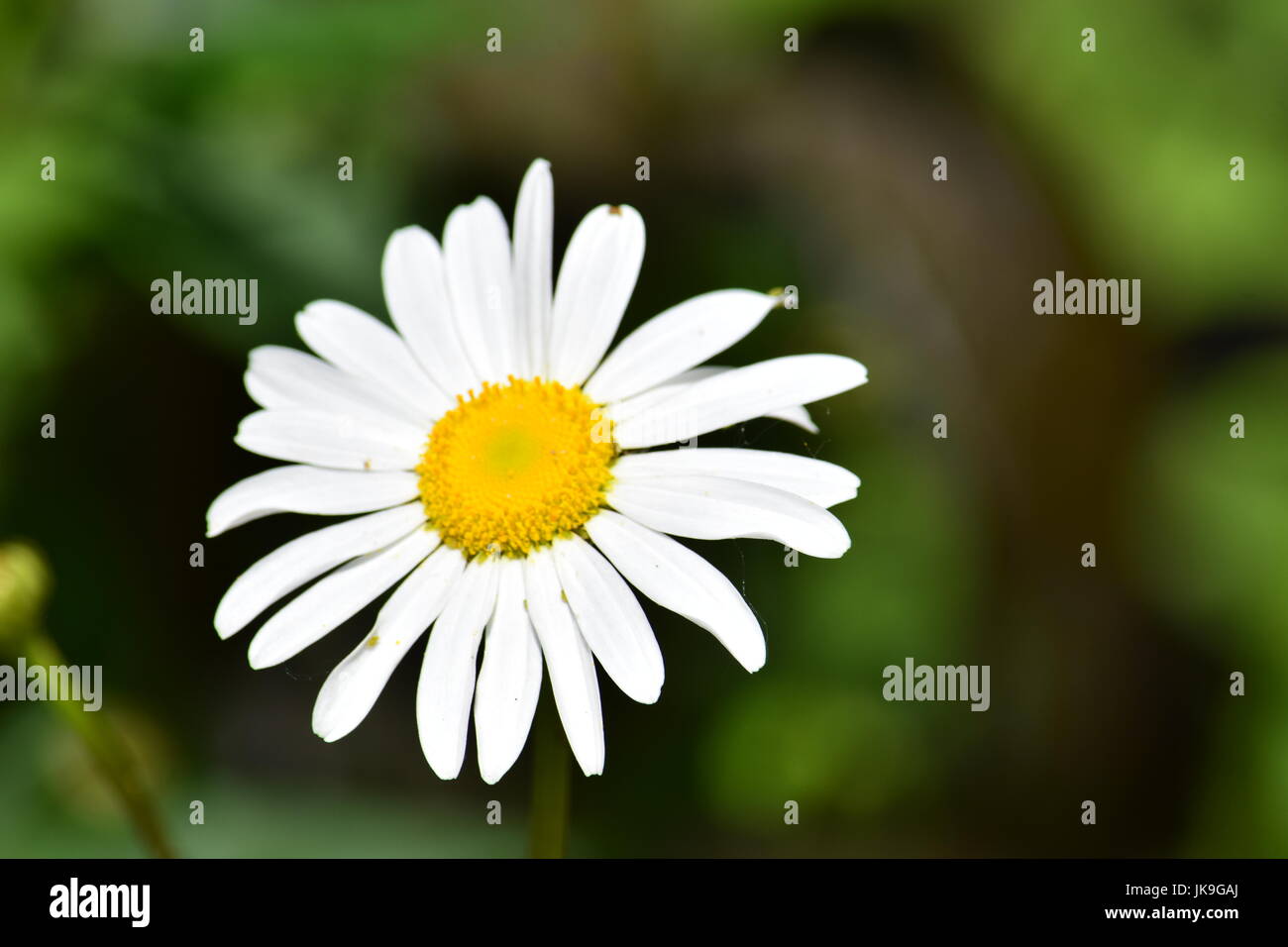 Aster Daisy flower Stock Photo - Alamy