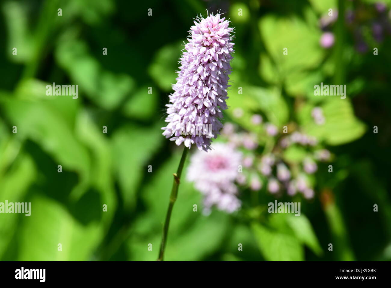 Polygonum Bistorta Stock Photos & Polygonum Bistorta Stock Images - Alamy