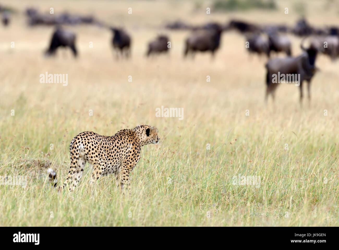 Cheetah on grassland hi-res stock photography and images - Alamy