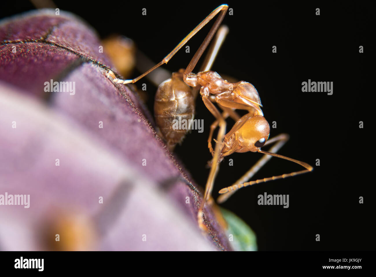 Side view macro ants working hi-res stock photography and images - Alamy