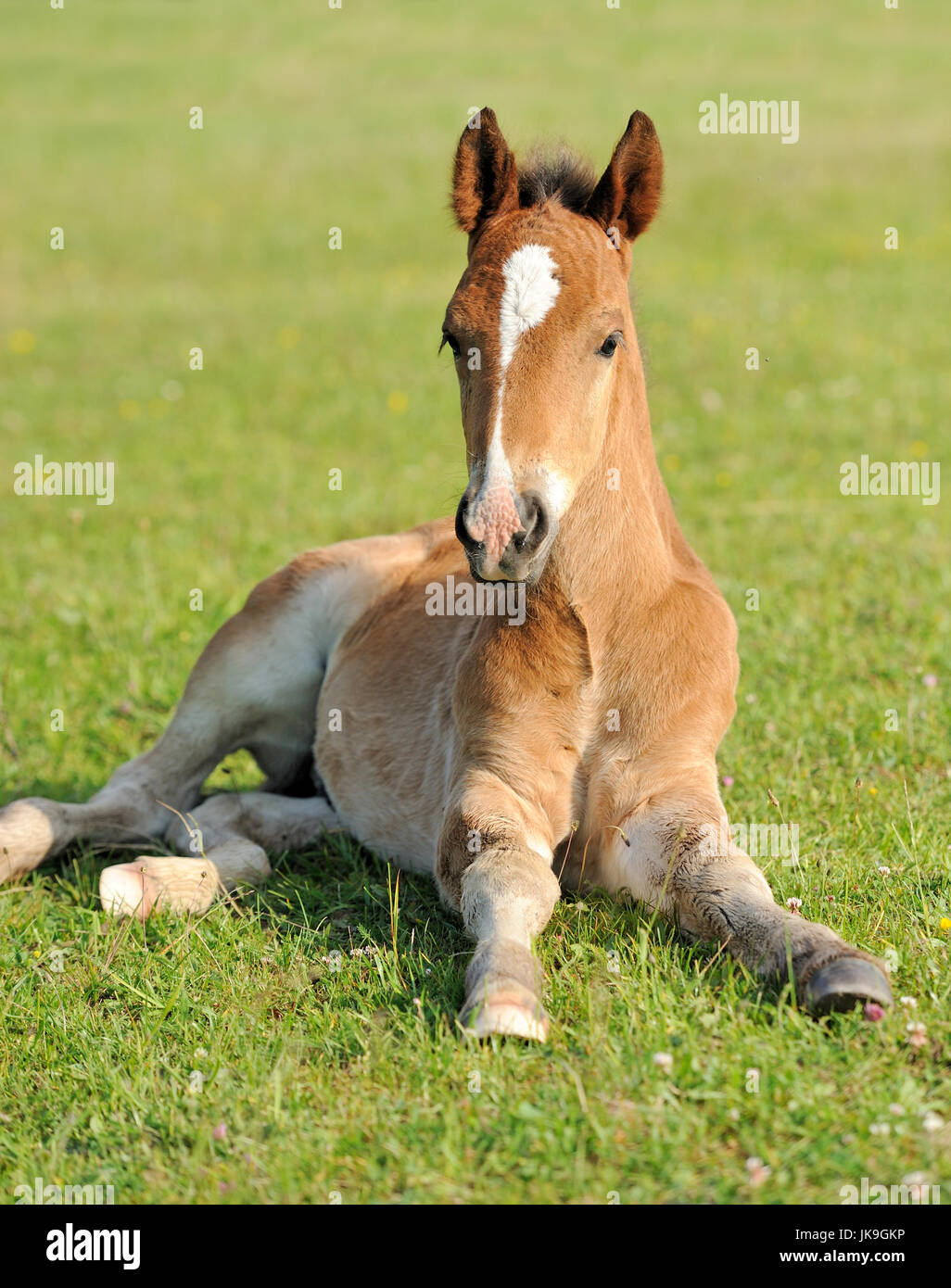 Colt in grass Stock Photo - Alamy