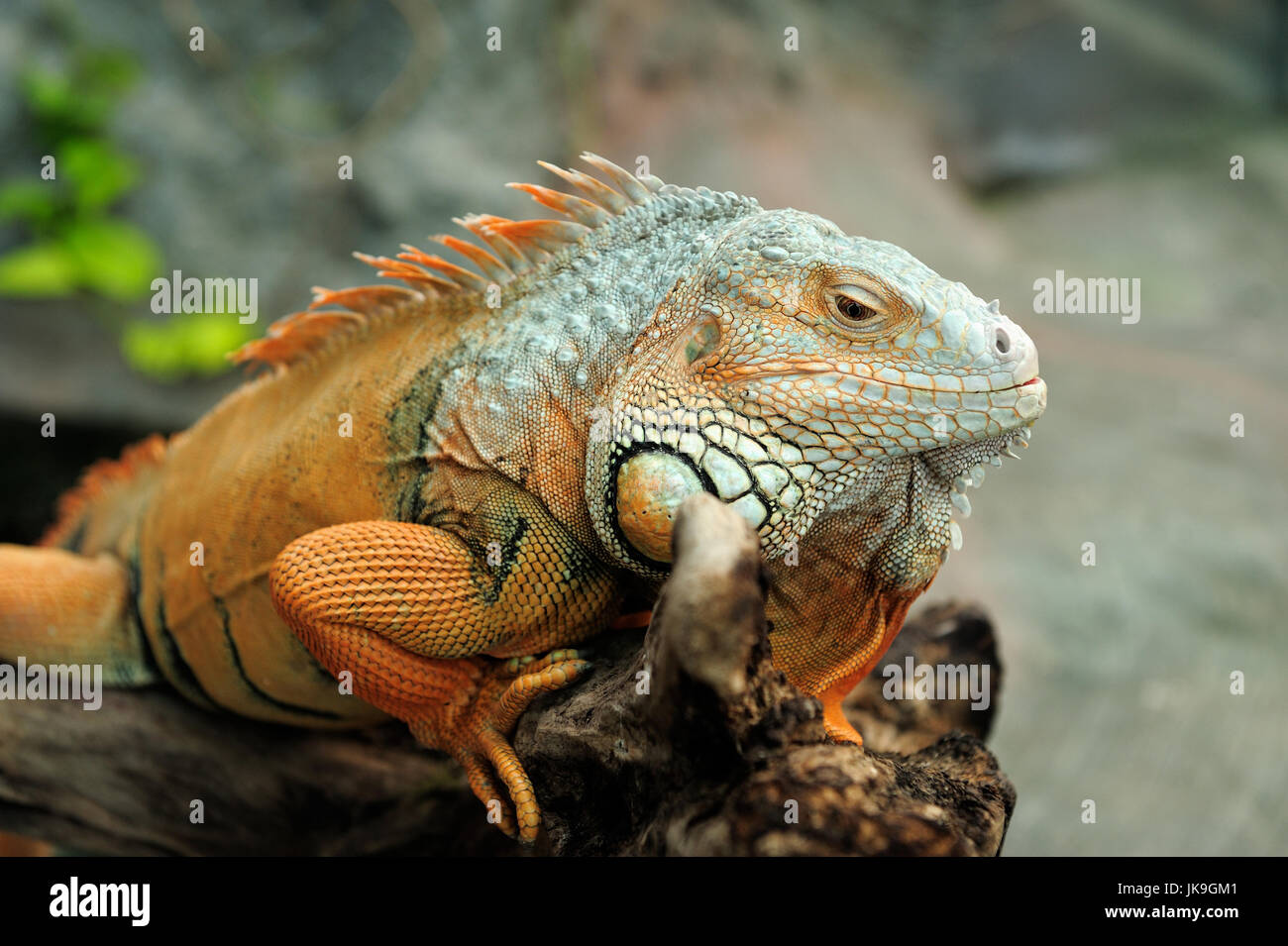 Panama creature hi-res stock photography and images - Alamy