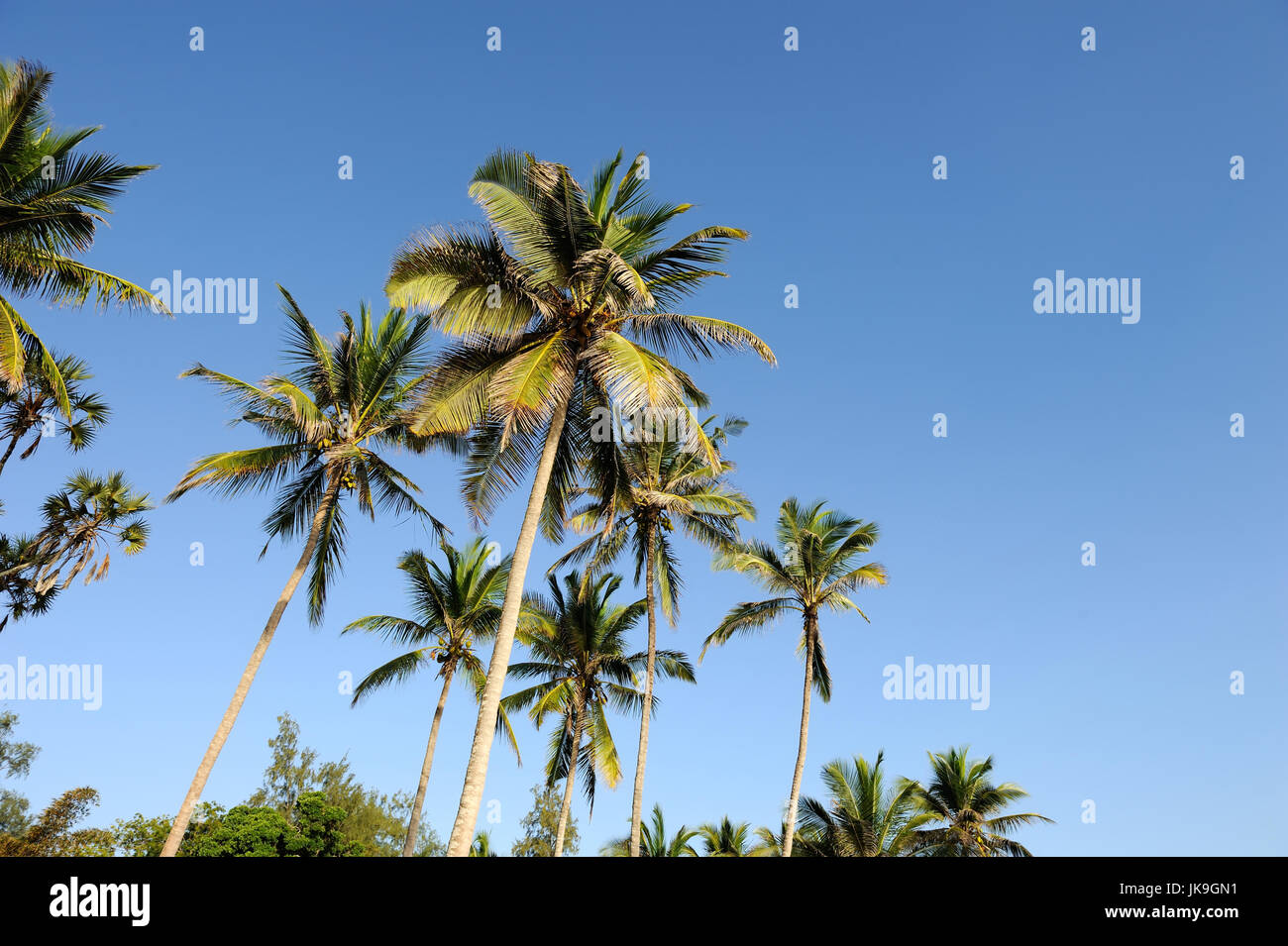 Beautiful palm trees at beach ocean Stock Photo - Alamy
