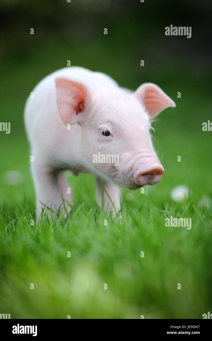 Young pig hi-res stock photography and images - Alamy