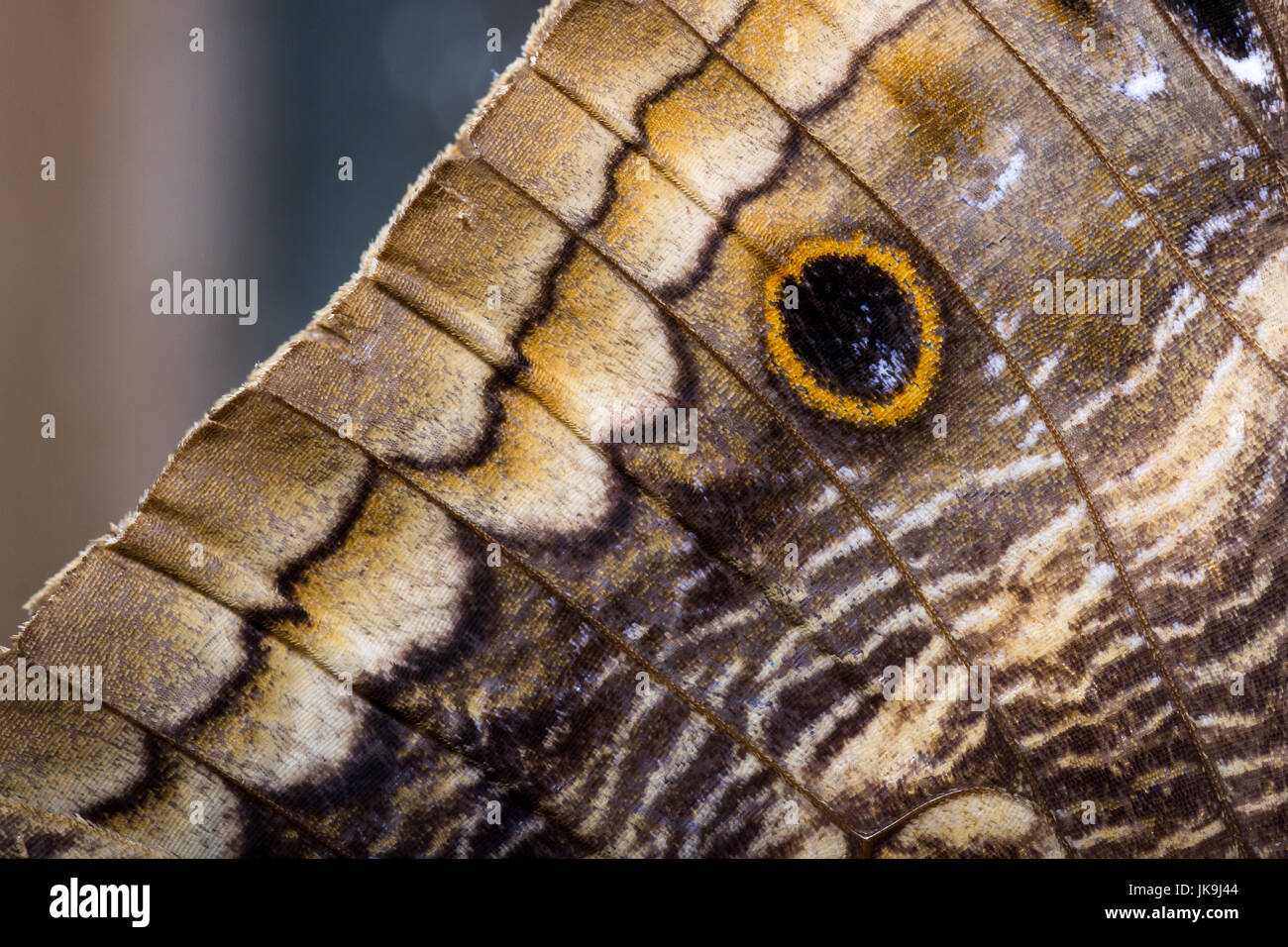close up of a beautiful own butterfly with soft textured wings and ...