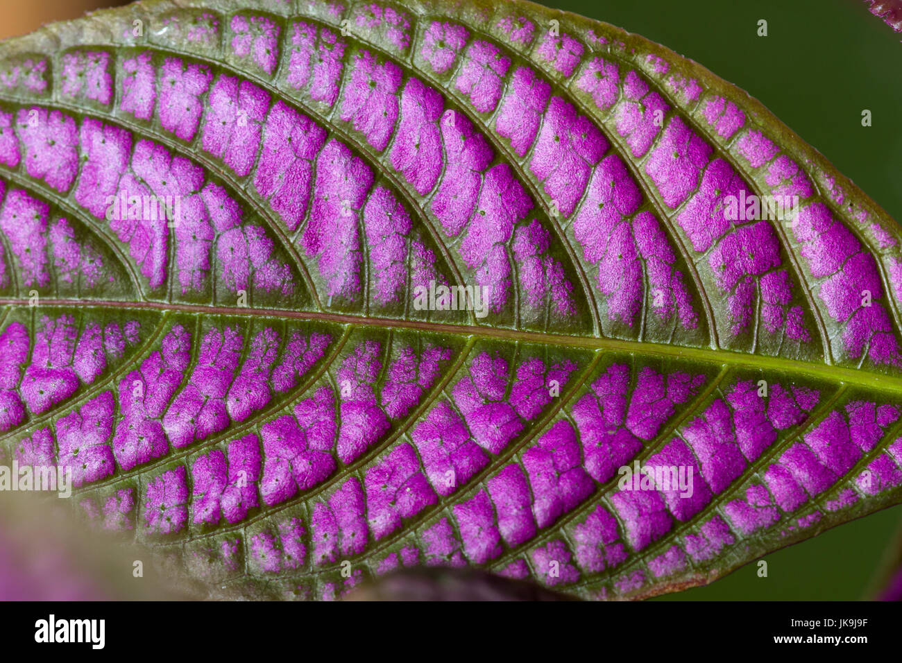 macro of the texture of a small purple leaf with veins and cells Stock ...