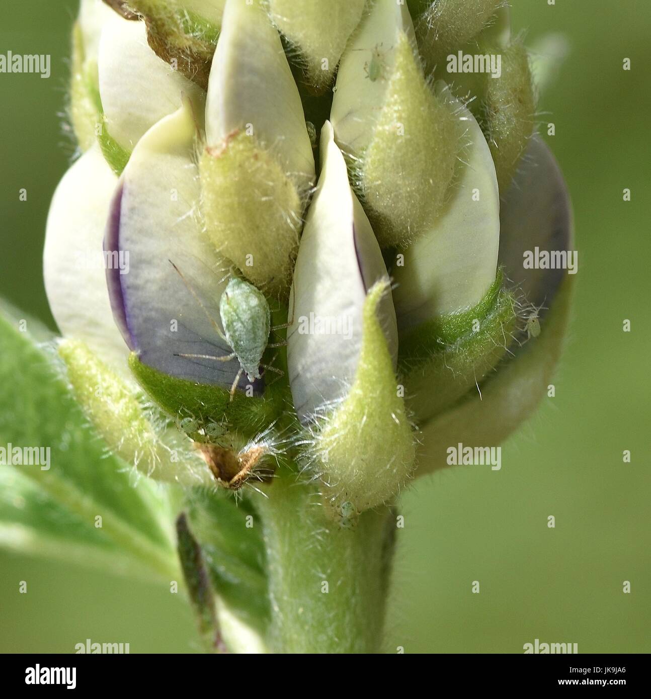 Aphids on the Lupin flower Stock Photo - Alamy