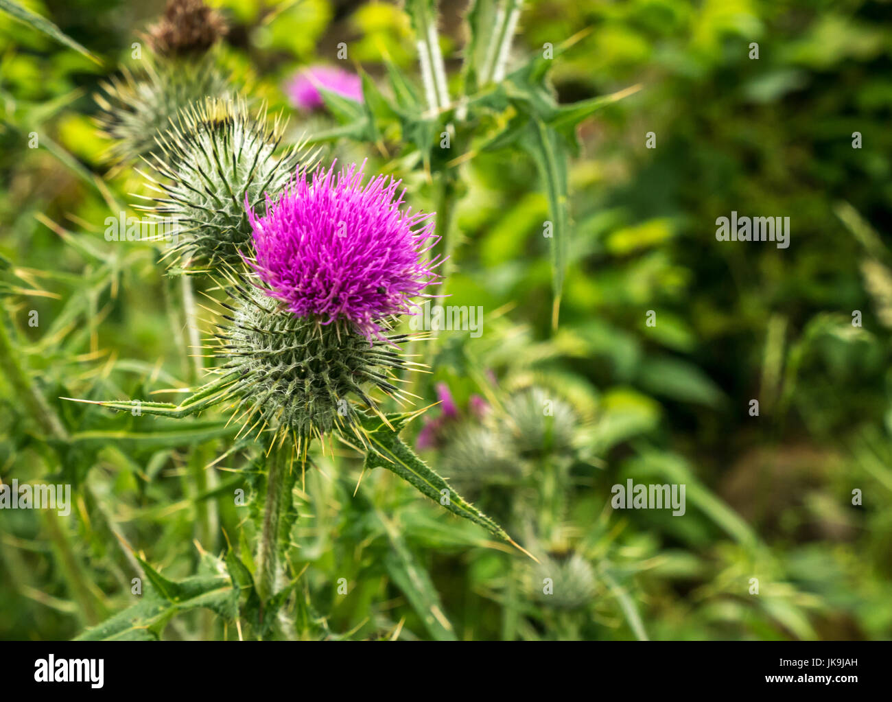 Scottish thistles hi-res stock photography and images - Alamy