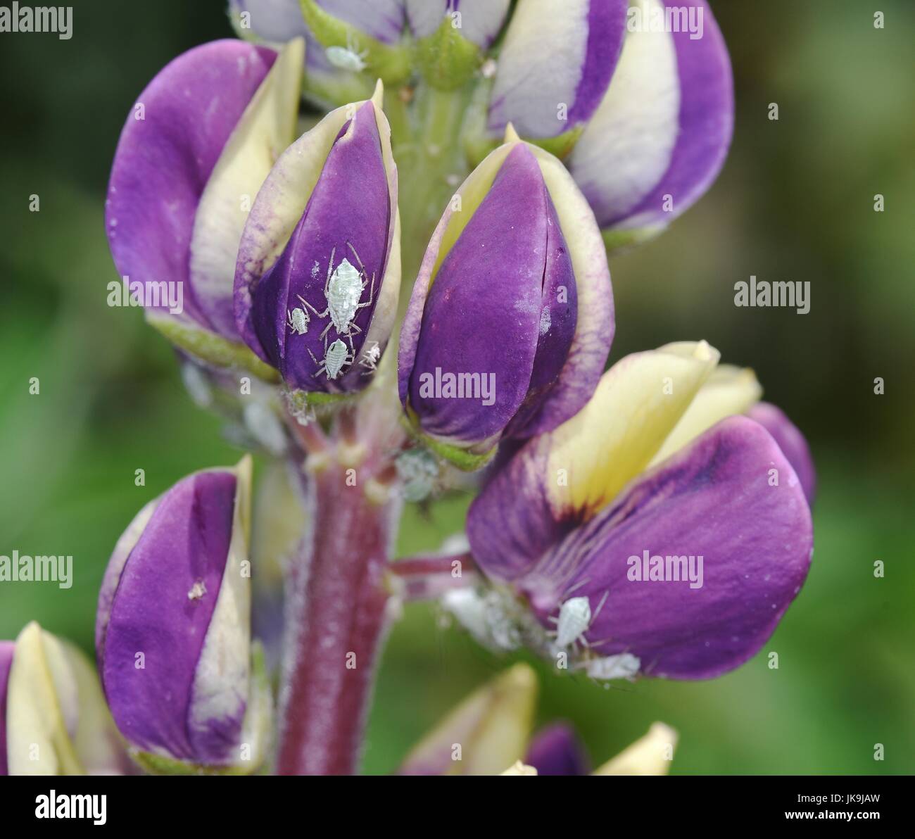 Aphids on the Lupin flower Stock Photo - Alamy