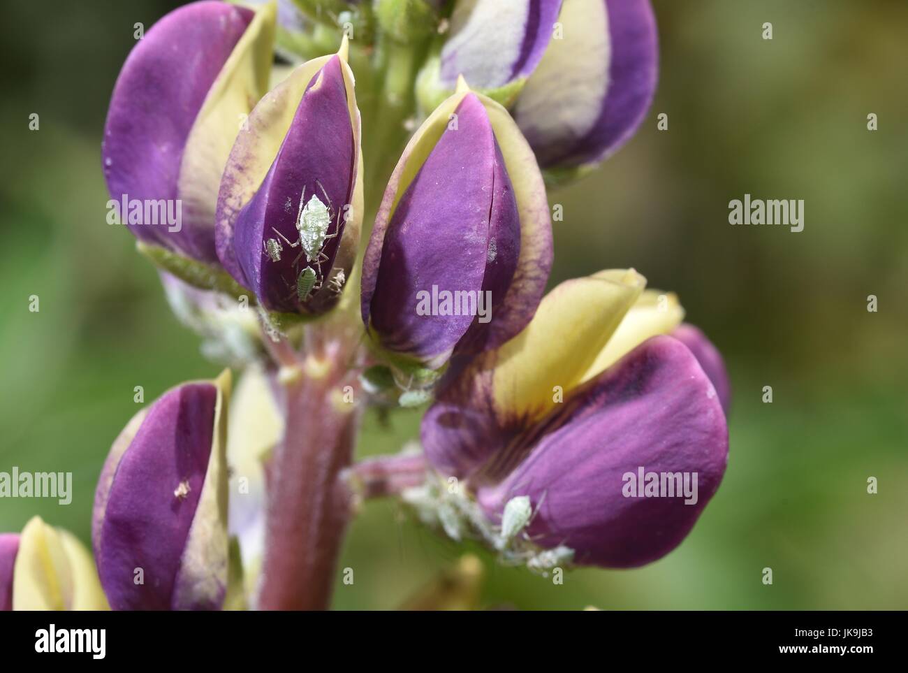 Lupin aphids hi-res stock photography and images - Alamy
