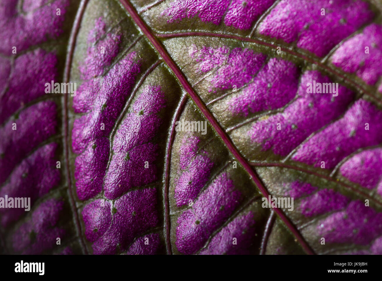 macro of the texture of a small purple leaf with veins and cells Stock ...