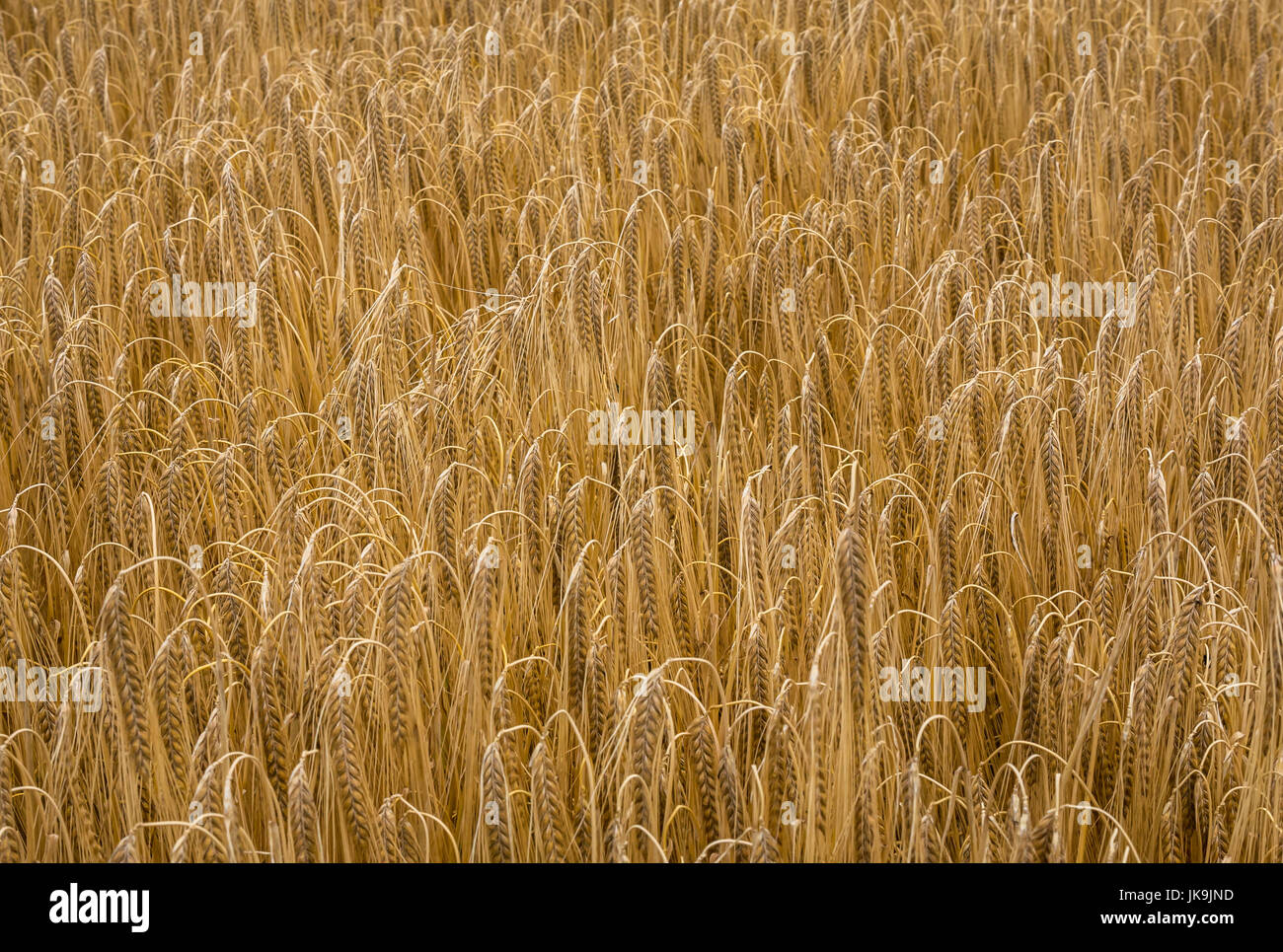 Crop barley hi-res stock photography and images - Alamy