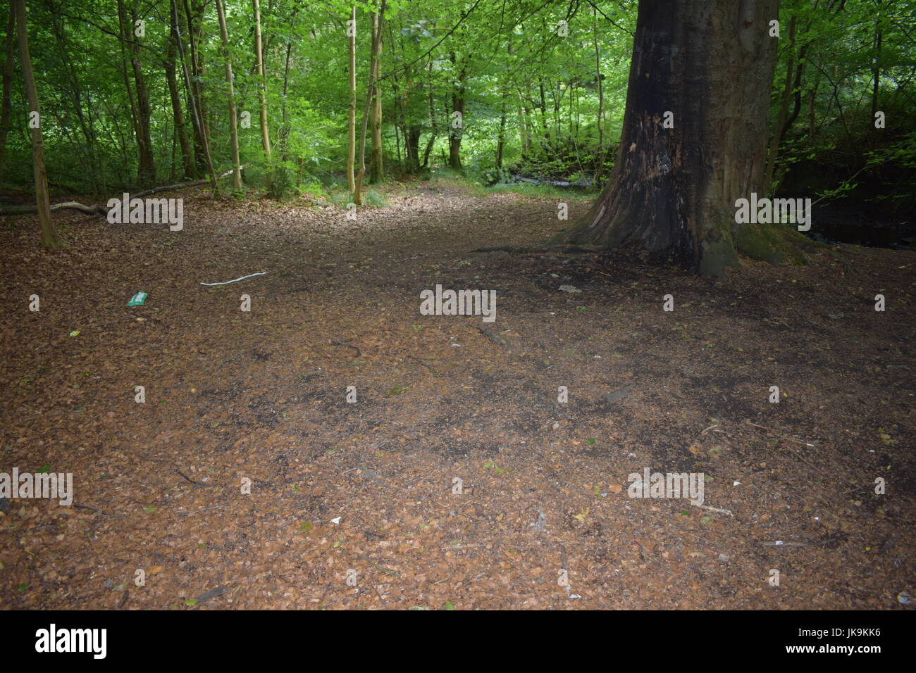 Forest clearing hi-res stock photography and images - Alamy