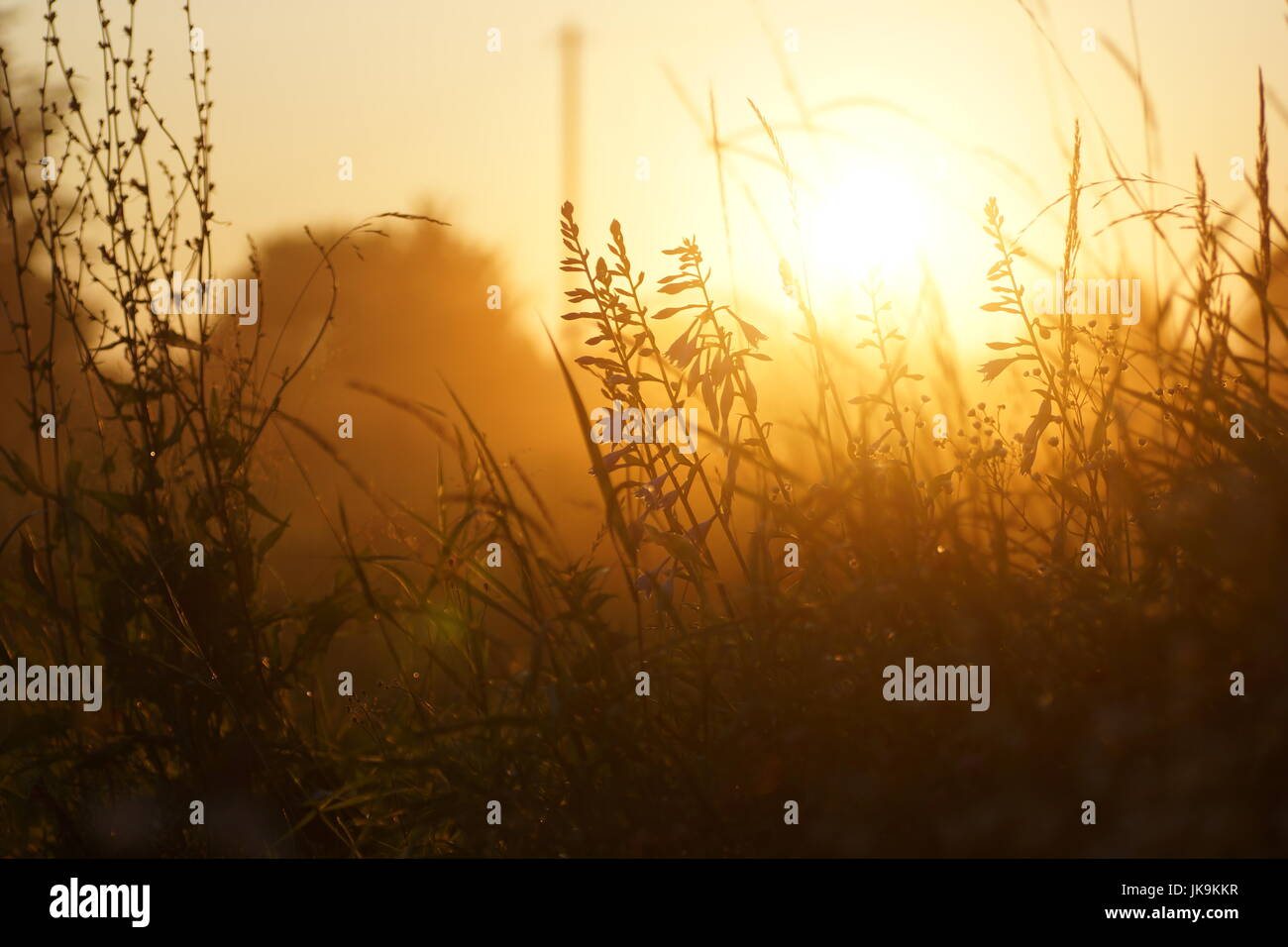 Rural landscape, grass lit by warm sunlit, abstract natural backgrounds ...