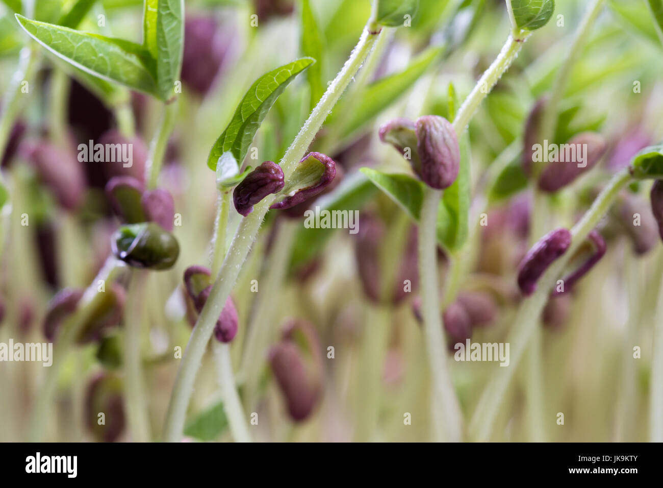 close up of a group of green soybean sprouts with long stems and green ...