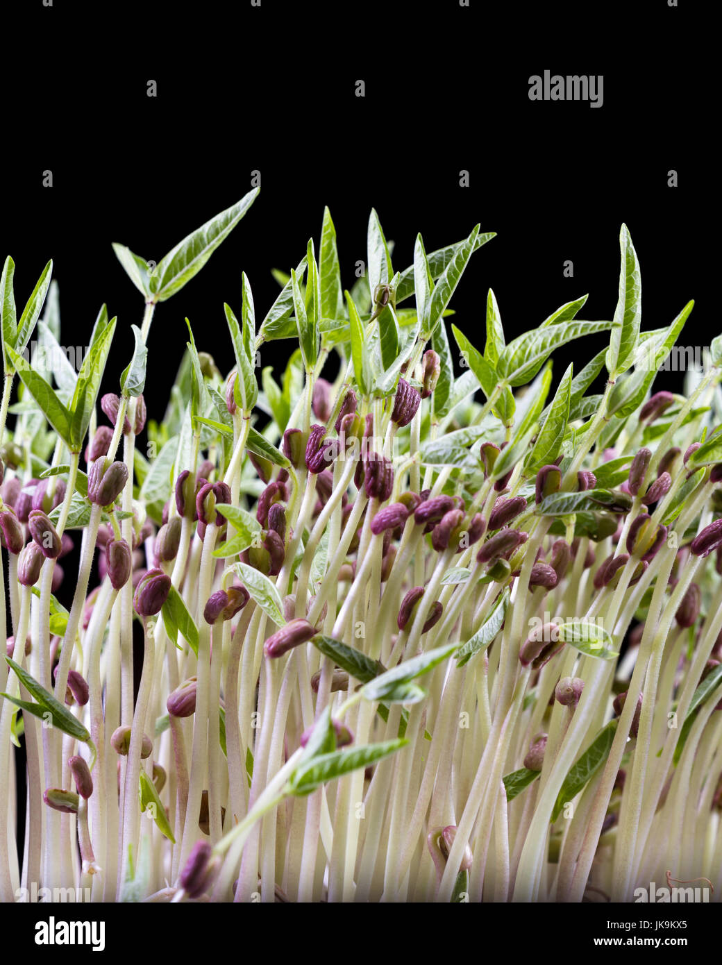 close up of a group of green soybean sprouts with long stems and green ...