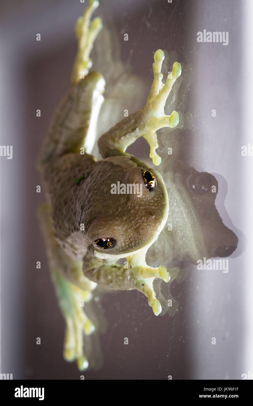 small tropical frog clinging from a glass window in the rainforest of ...