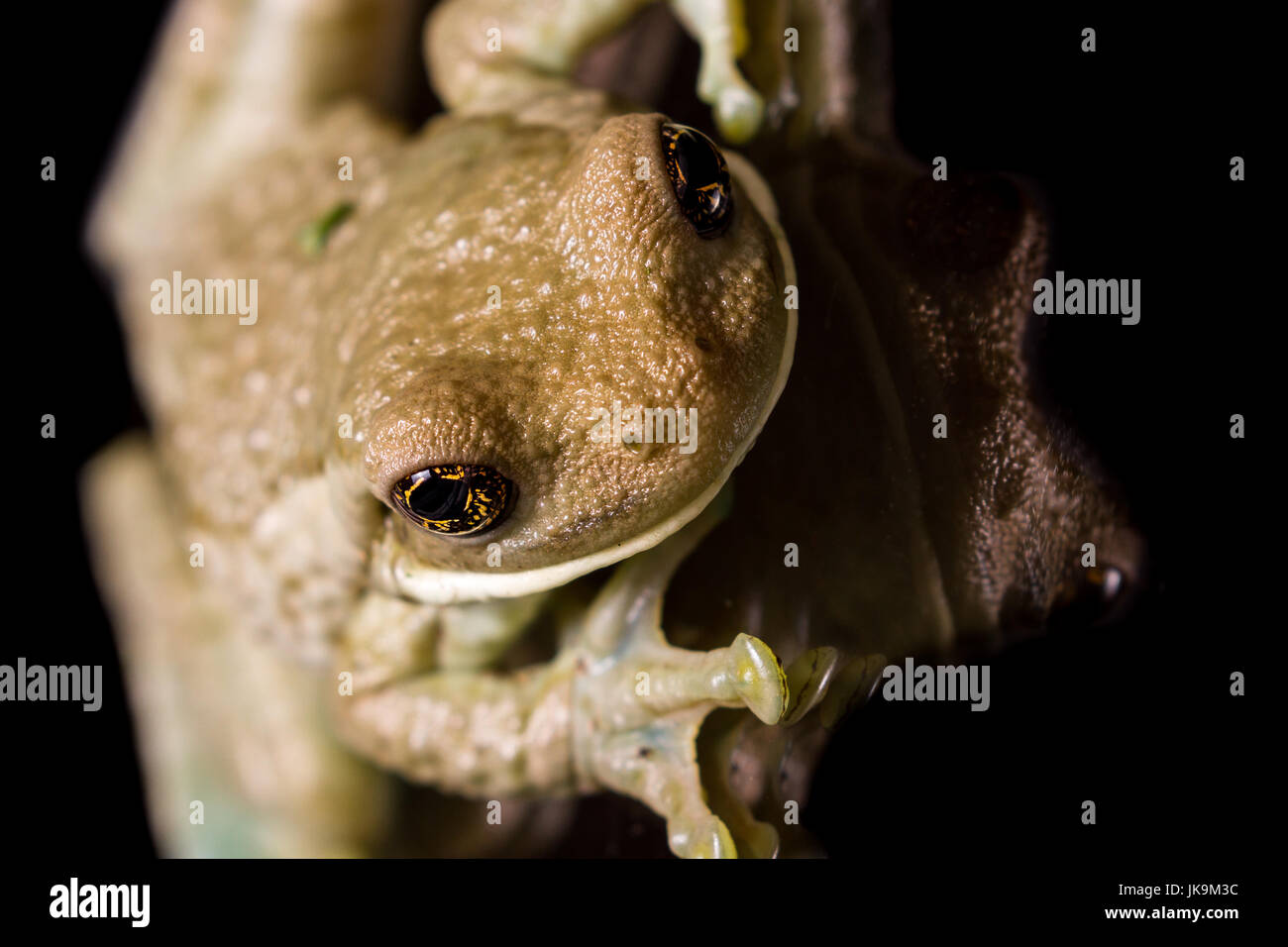 small tropical frog with beautiful golden eyes isolated on a black ...