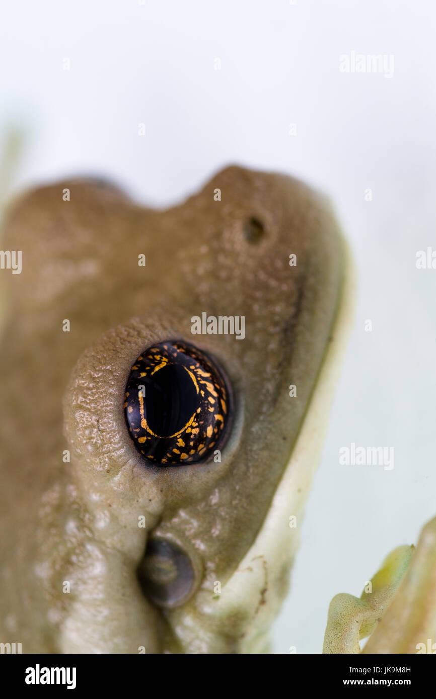 Golden toad costa rica hi-res stock photography and images - Alamy