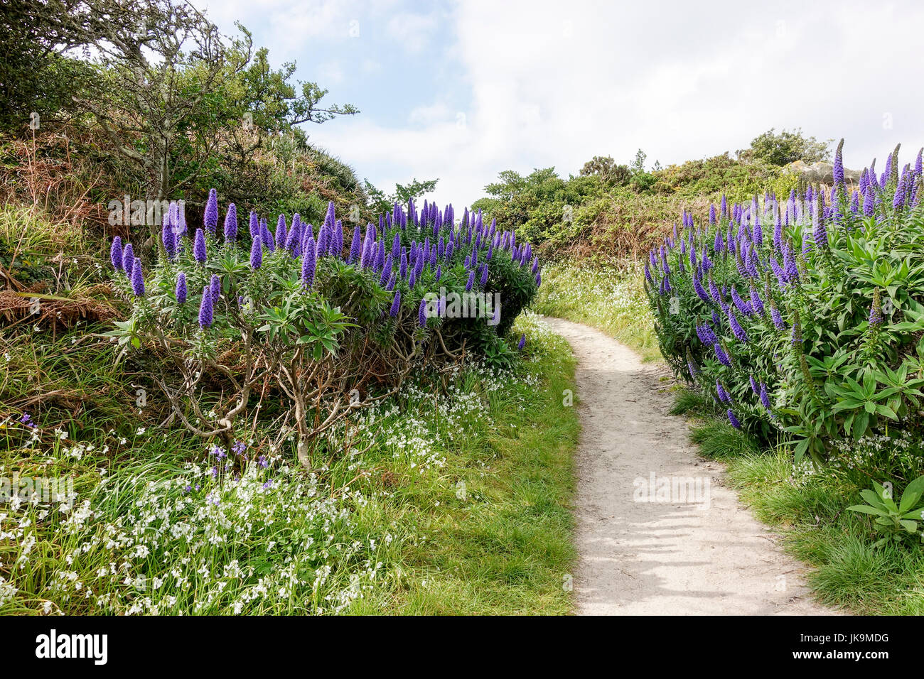 Echium Fastuosum Plants on The Isles of Scilly -1 Stock Photo - Alamy