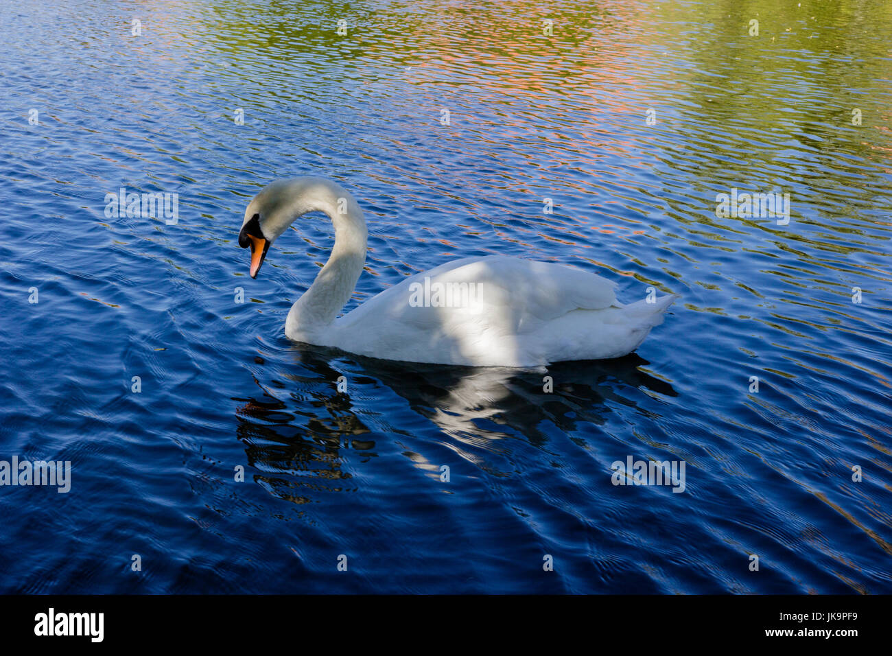 Swimming swam in the lake Stock Photo - Alamy