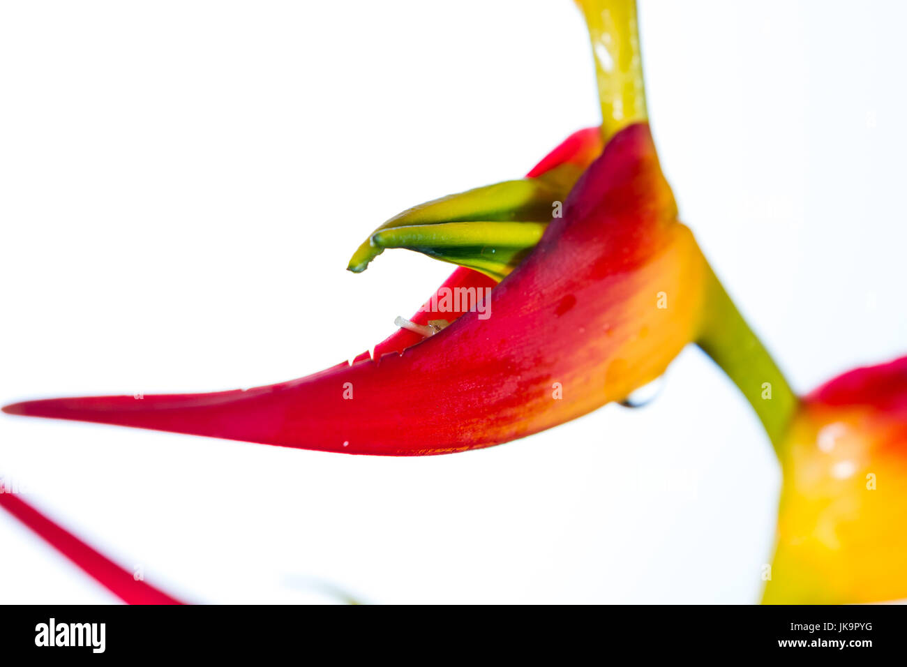 close up of a beautiful tropical Heliconia latispatha with vivid colors ...