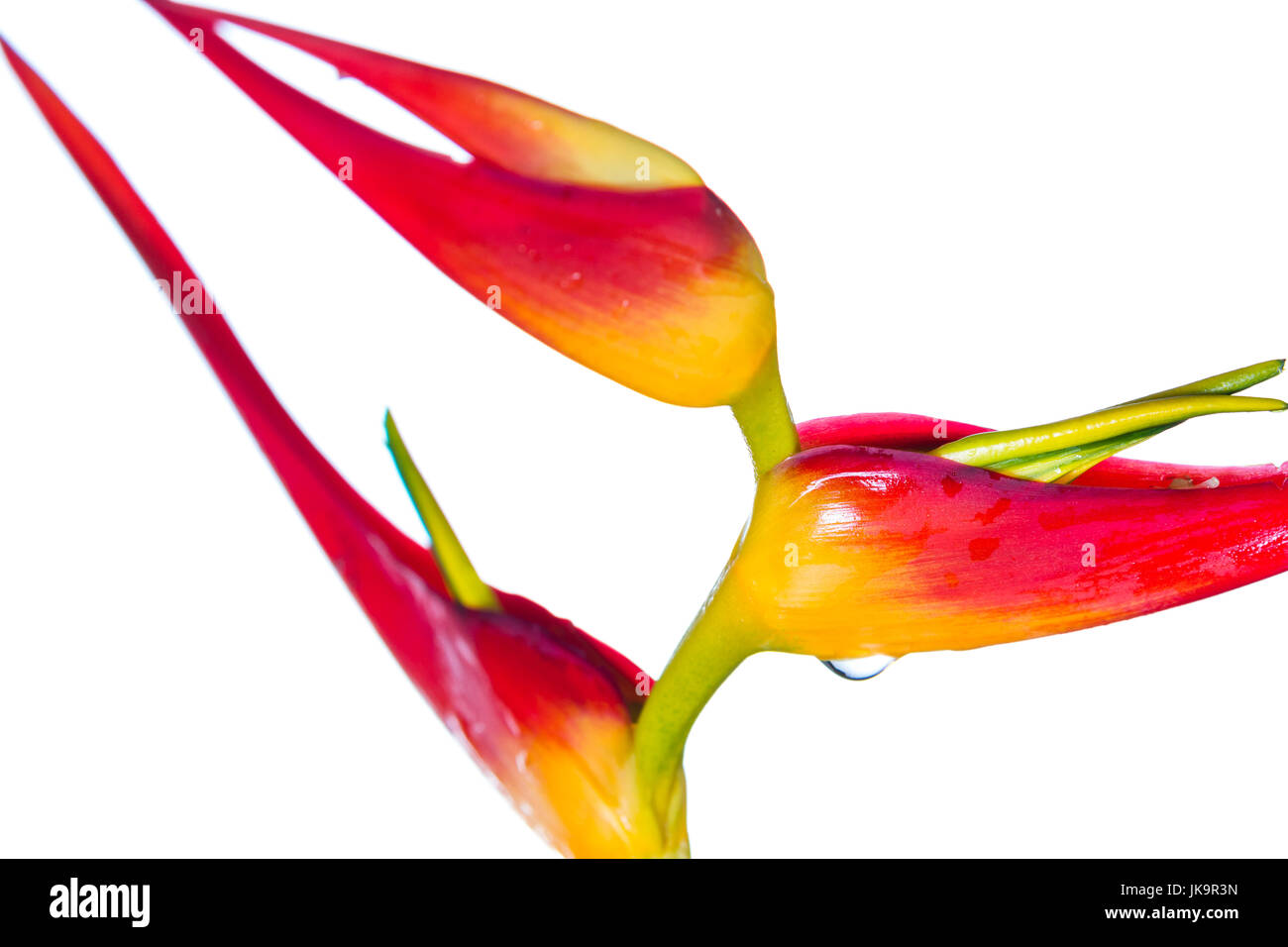 close up of a beautiful tropical Heliconia latispatha with vivid colors ...