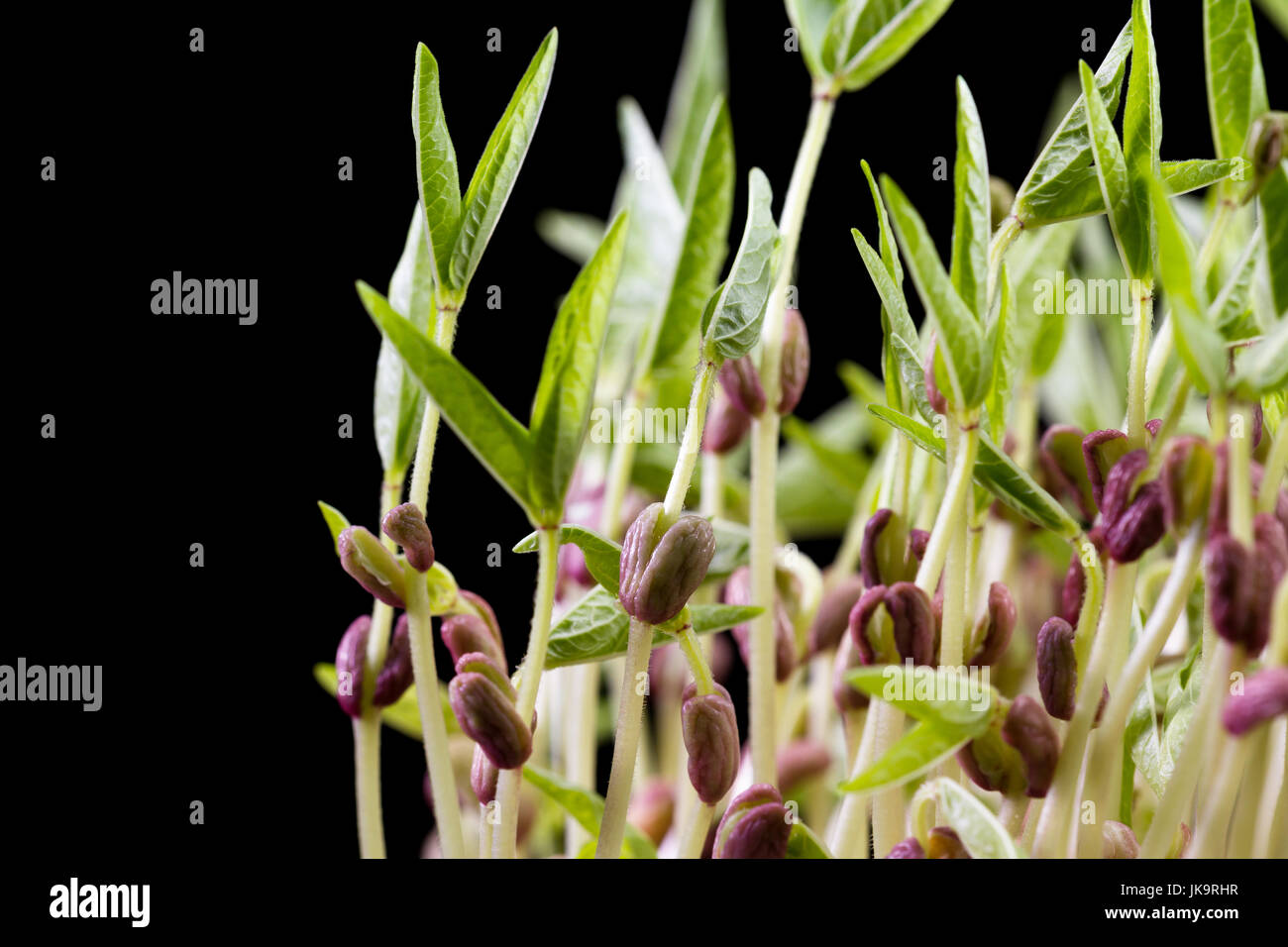 close up of a group of green soybean sprouts with long stems and green ...