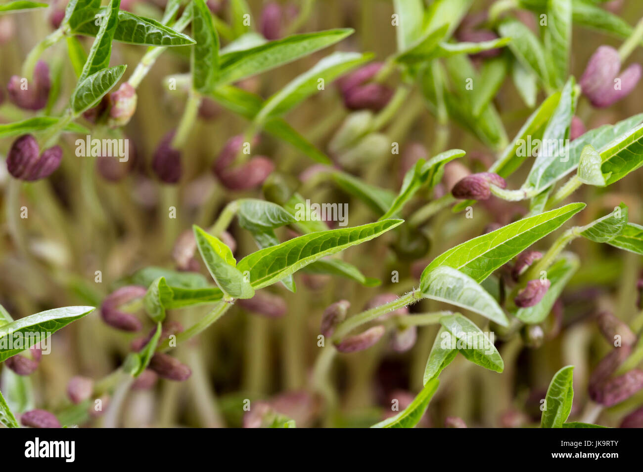 close up of a group of green soybean sprouts with long stems and green ...