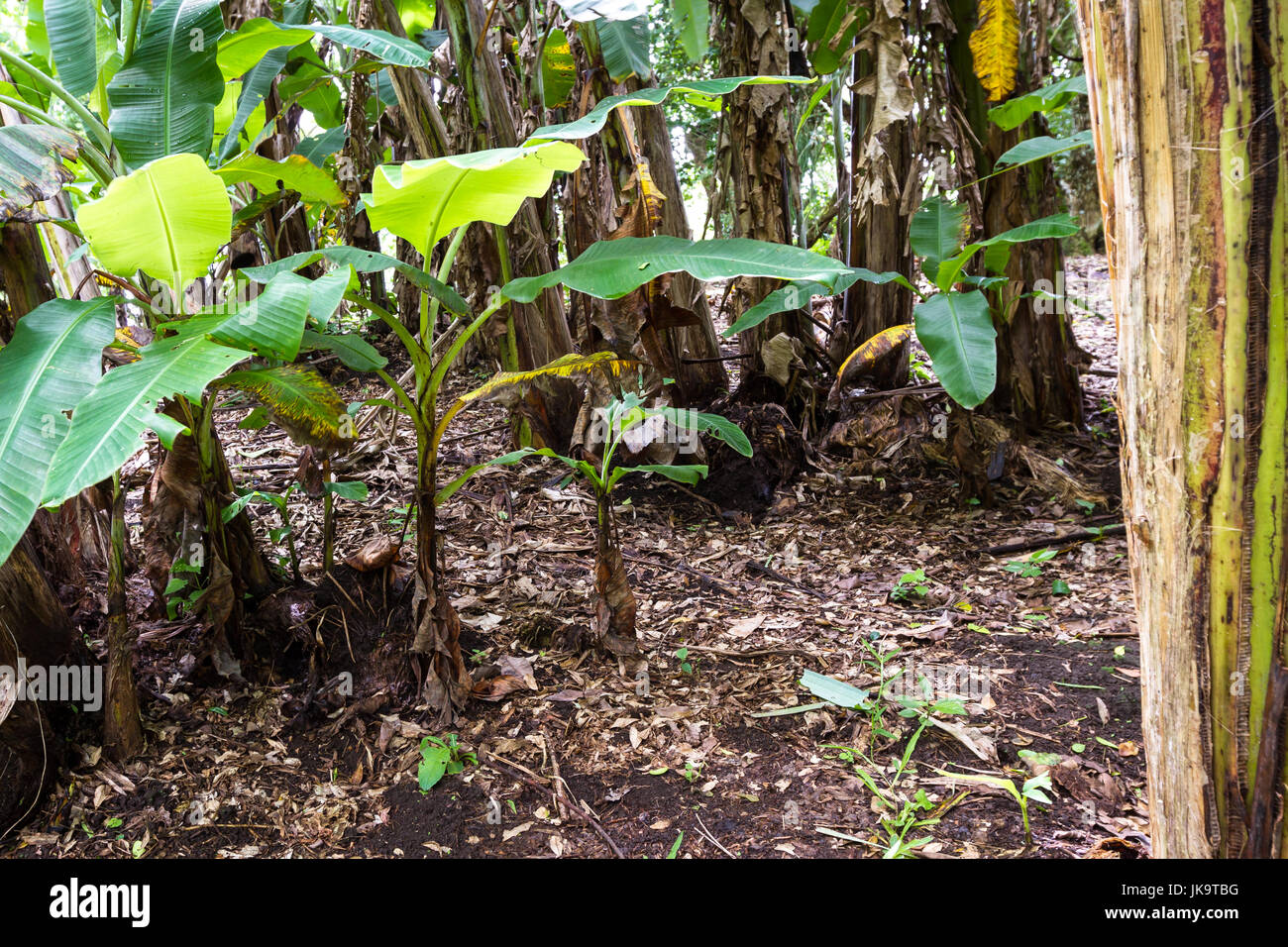 small banana grove in the tropical jungle of Costa Rica. Banana plants ...