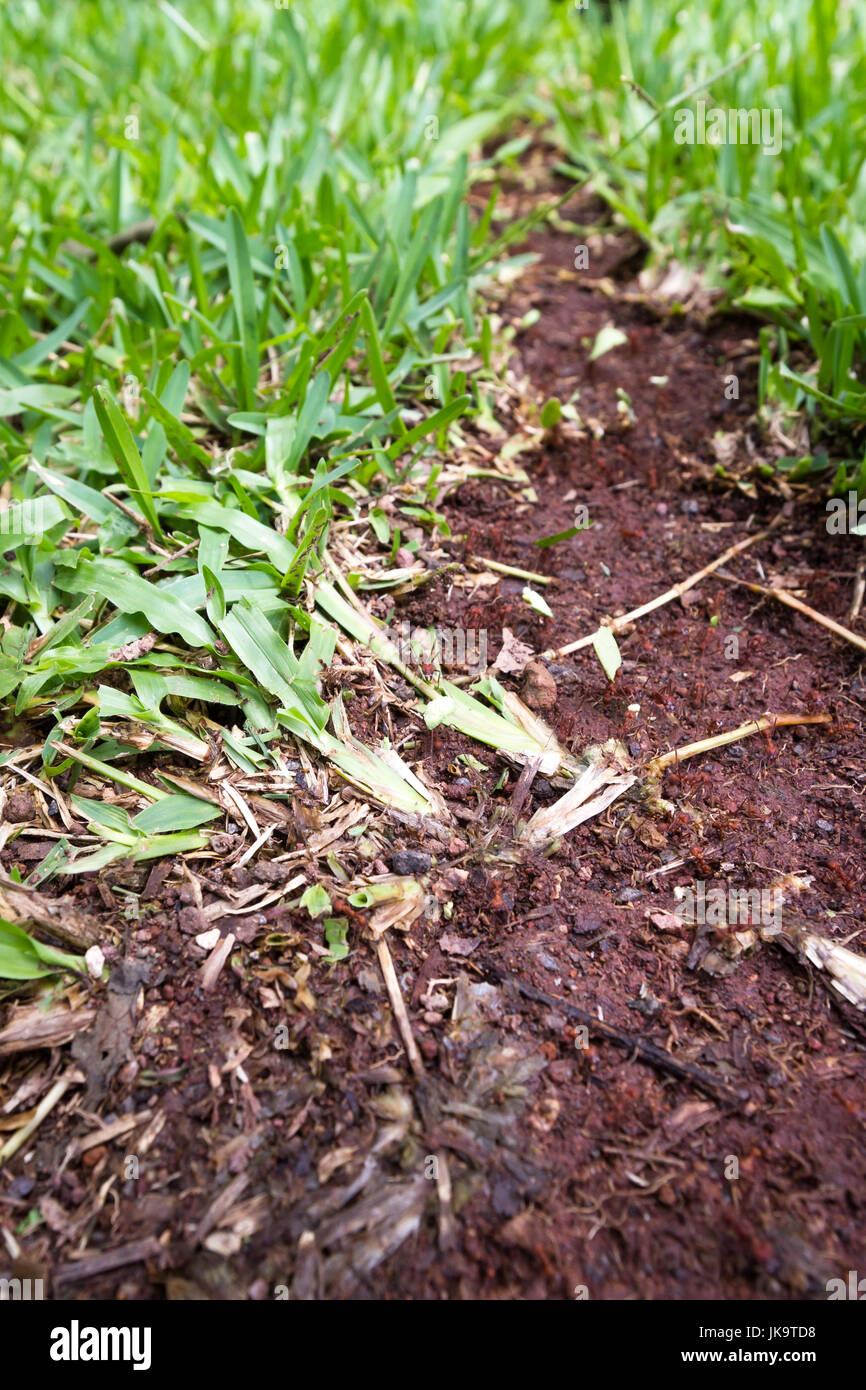 amazing workers these leaf cutter ants working together walking on the ...