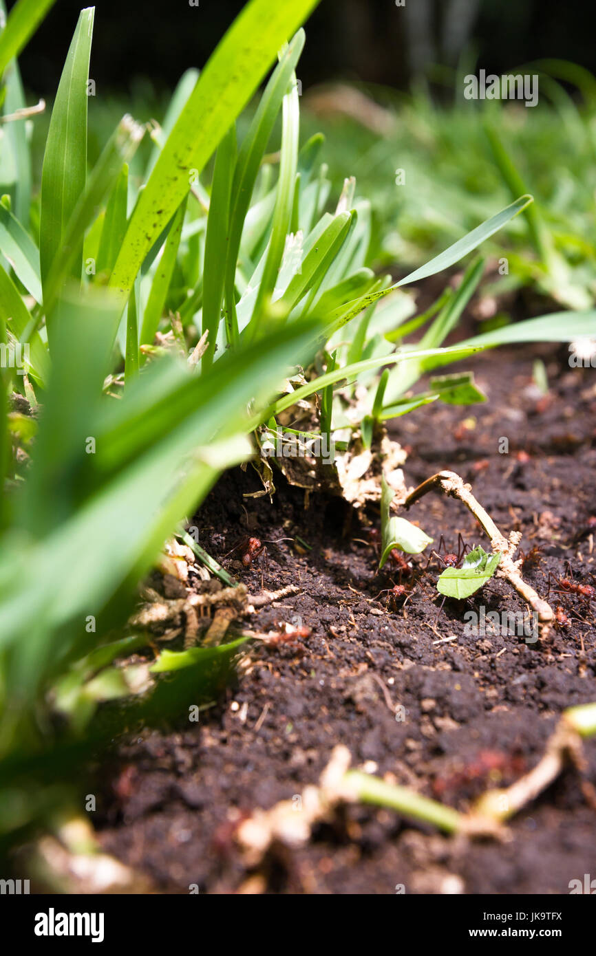 amazing workers these leaf cutter ants working together walking on the ...