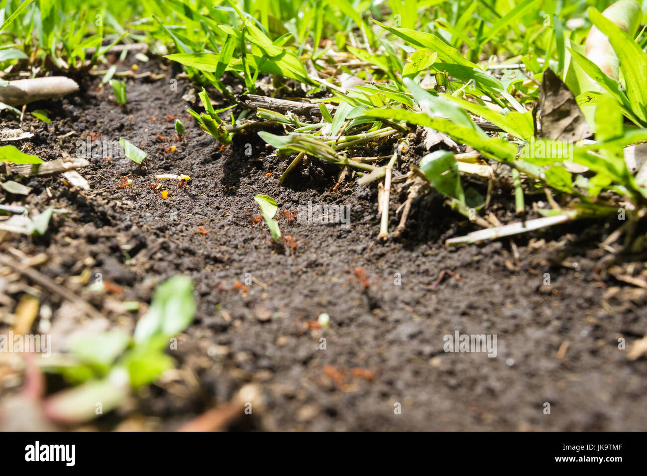 amazing workers these leaf cutter ants working together walking on the ...