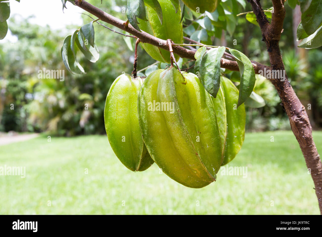 close up of a cluster of carambolas or starfruit growing on a small ...