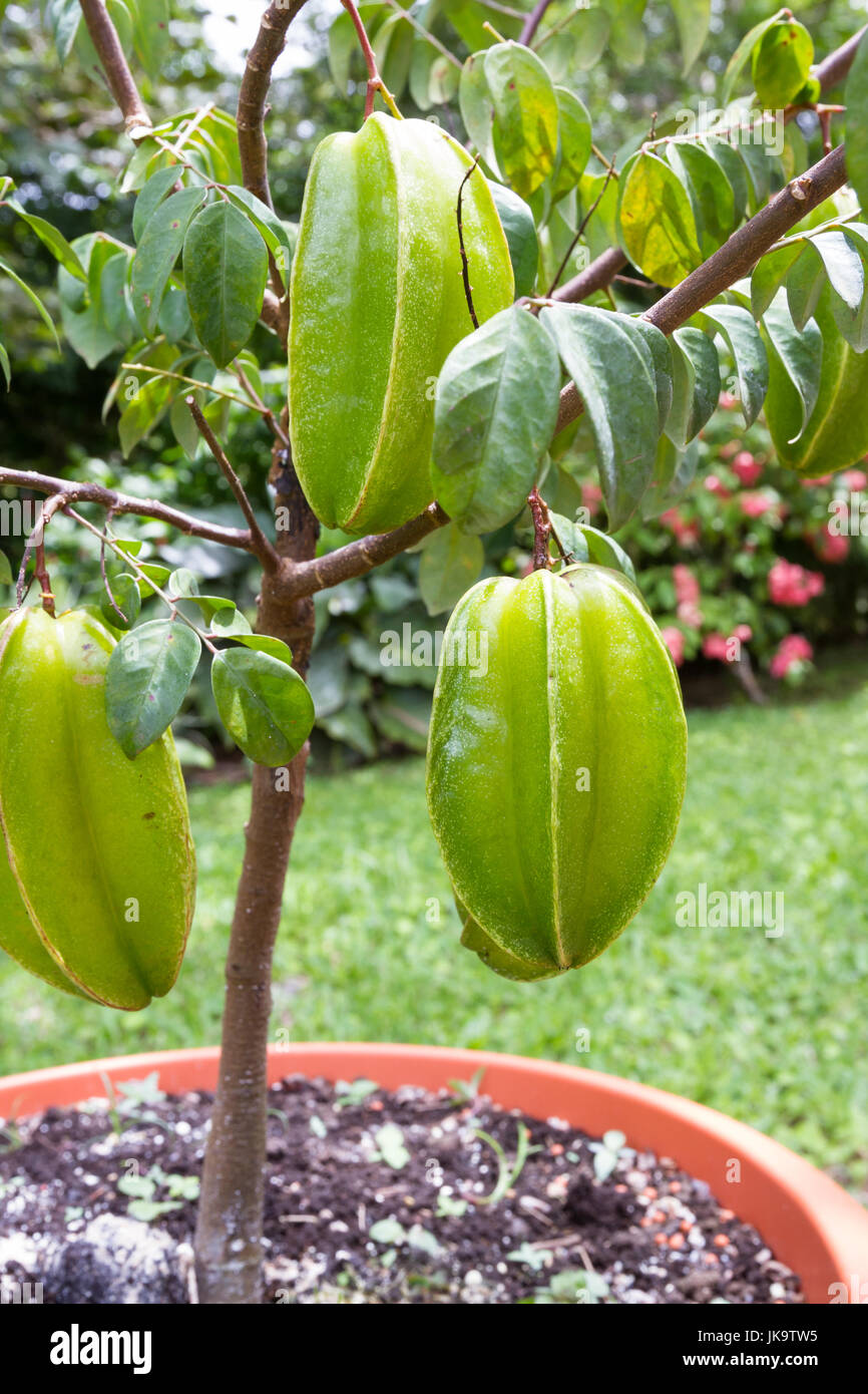 Starfruit growing hi-res stock photography and images - Alamy