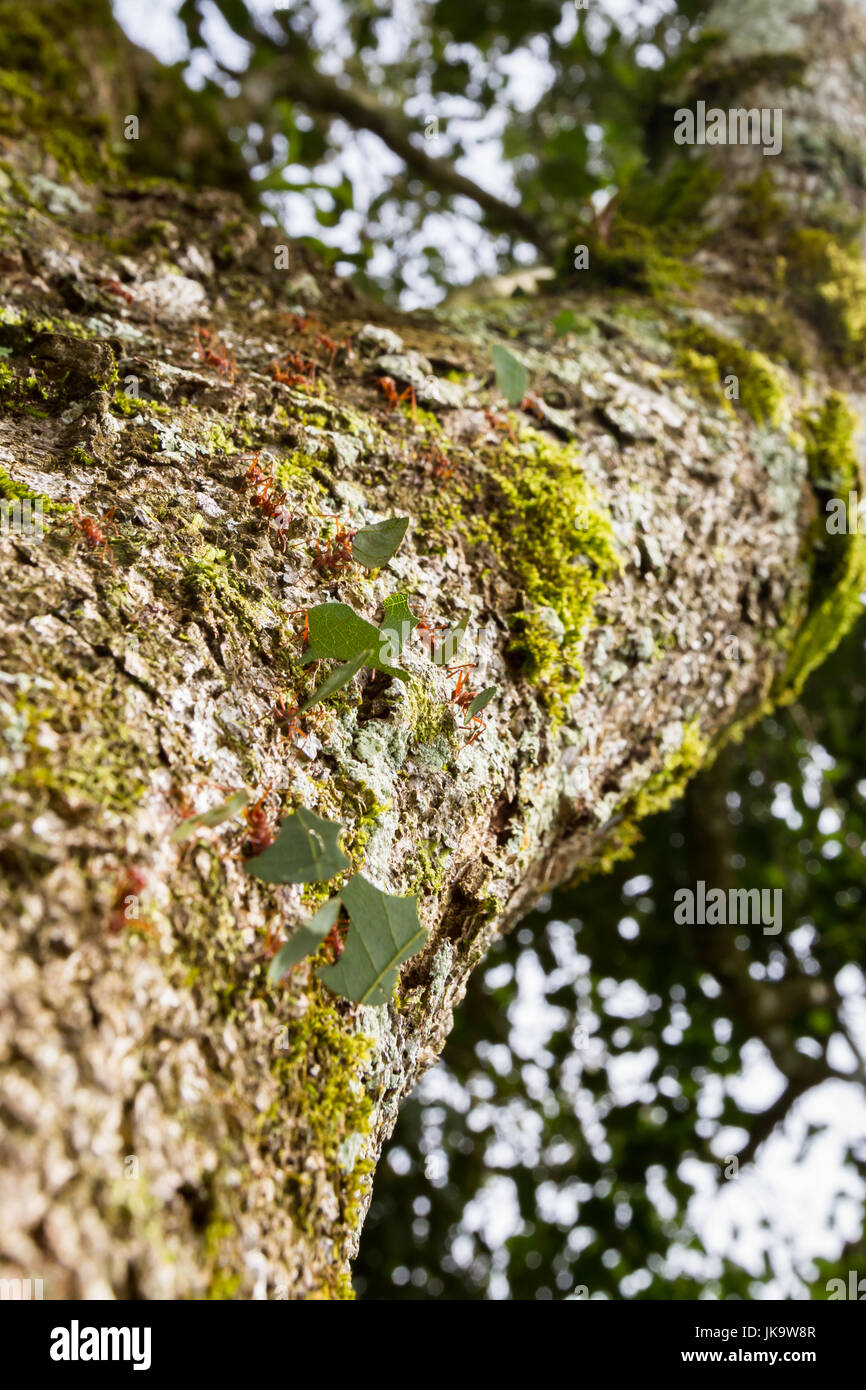 close up using a wide angle lens of a group of leaf cutter ants ...