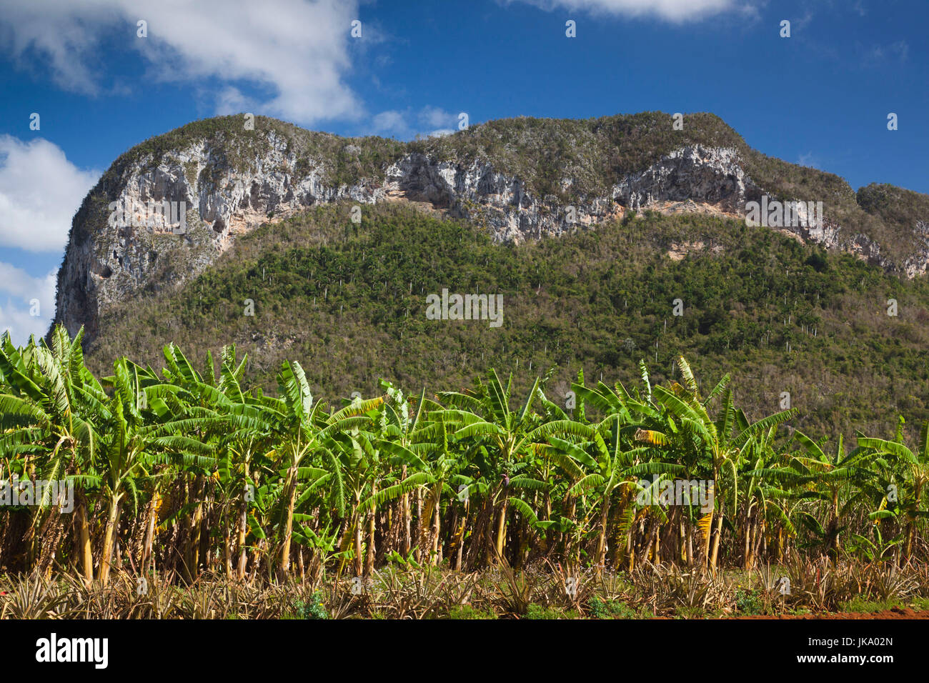 Cuba, Pinar del Rio Province, Vinales, Vinales Valley, palm plantation ...