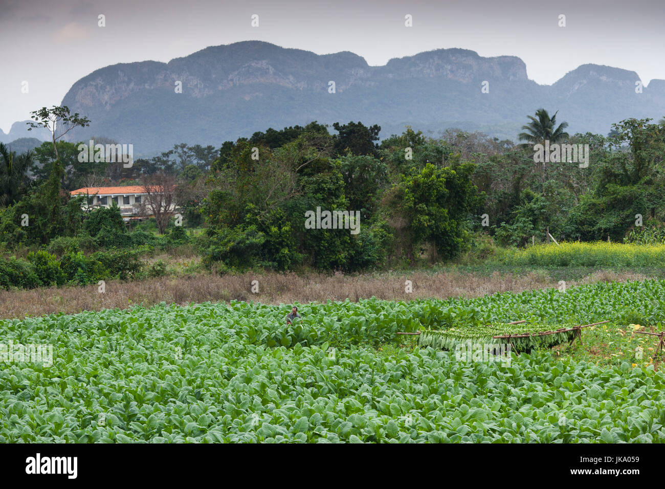 Cuba, Pinar del Rio Province, Vinales, Vinales Valley, tobacco ...